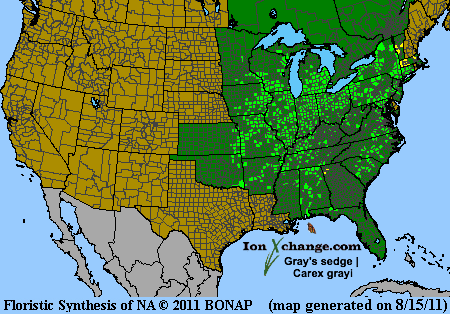 CAREX GRAYI | Gray's Sedge