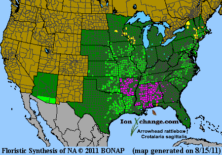 CROTALARIA SAGITTILIS | Rattlebox