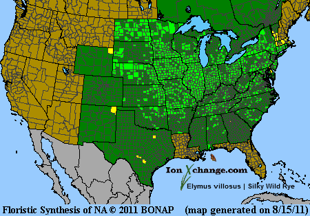 ELYMUS VILLOSUS | Silky Wild Rye