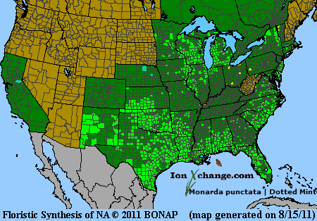 MONARDA PUNCTATA | Dotted Mint