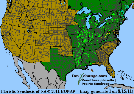 OENOTHERA PILOSELLA | Prairie Sundrops