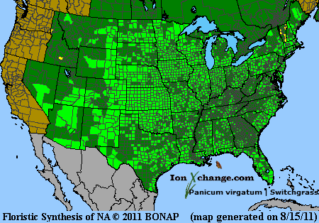 PANICUM VIRGATUM | Switchgrass